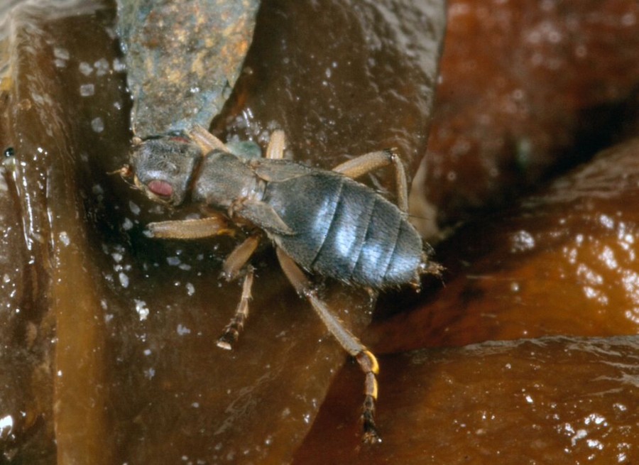 Terrestrial/Invertebrates – Government of South Georgia & the South ...